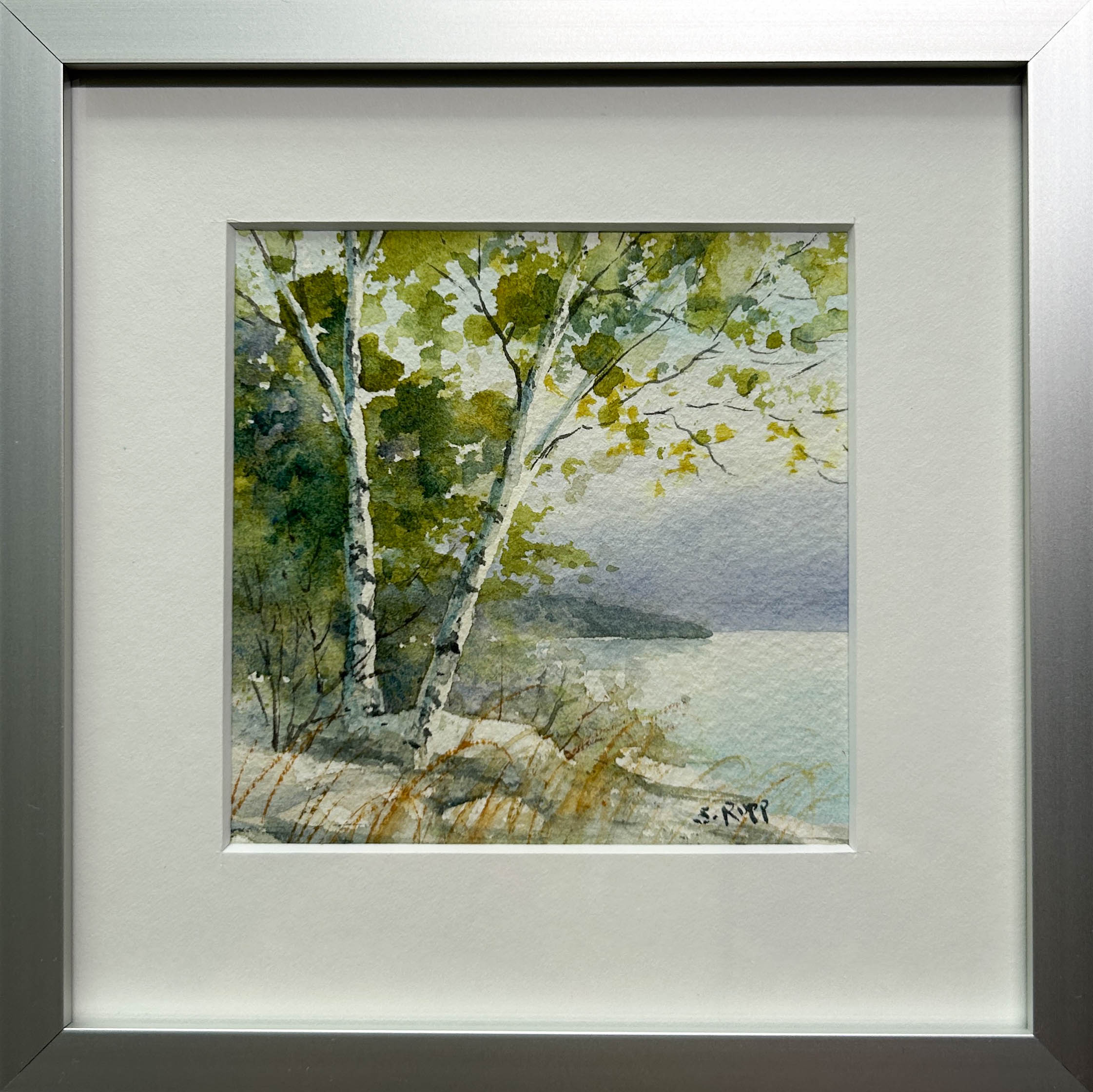 Birches #20 – Plum Bottom Gallery